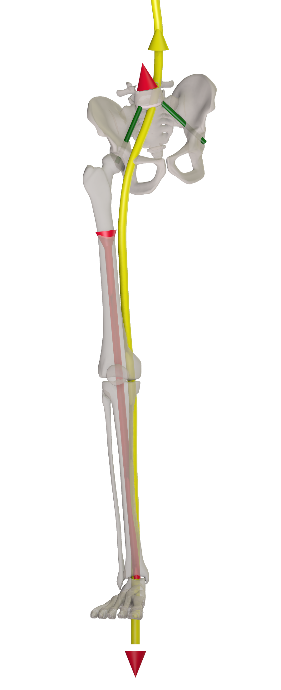 Activity Lines in the Base – Inner Body Art